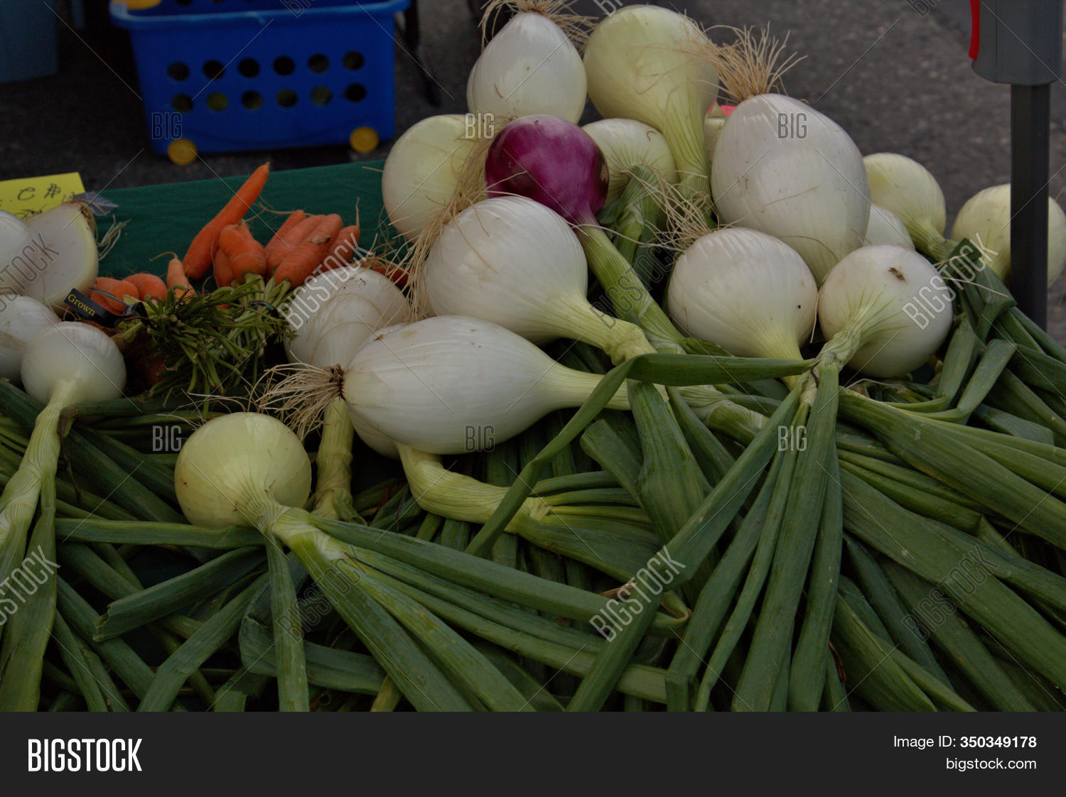 Alaska Garden Produce Image & Photo (Free Trial) | Bigstock