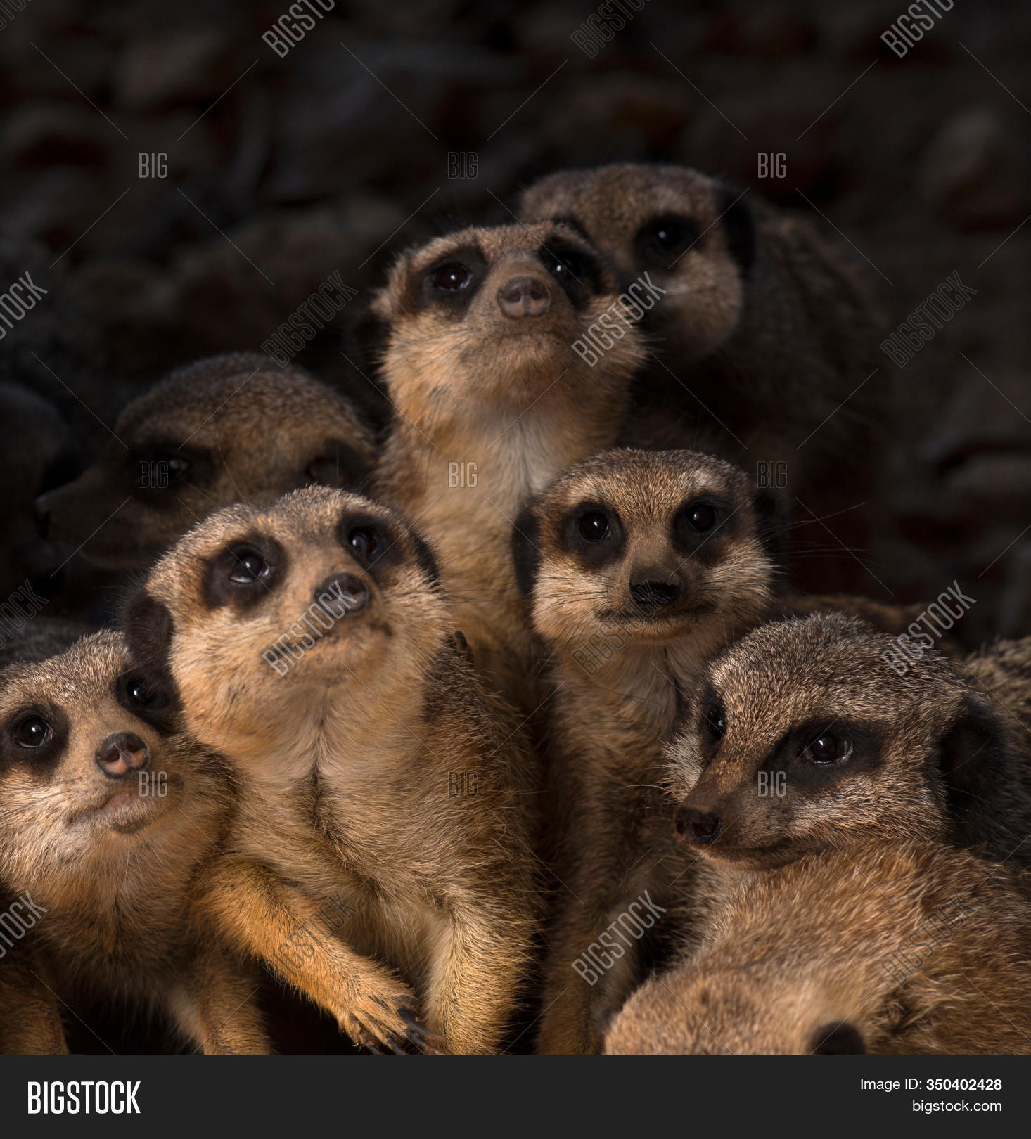 Close- Mob Meerkats, Image & Photo (Free Trial) | Bigstock