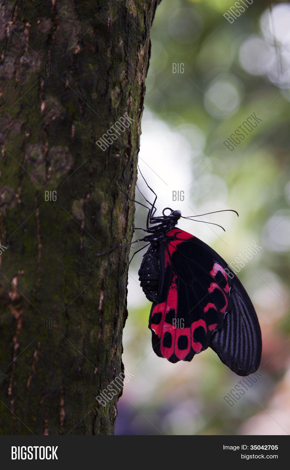 Postman Butterfly Image & Photo (Free Trial) | Bigstock