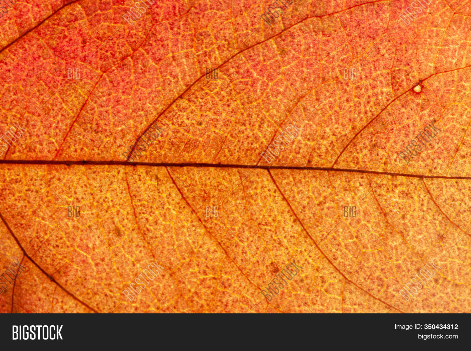 Autumn Leaves Closeup Image & Photo (Free Trial) | Bigstock