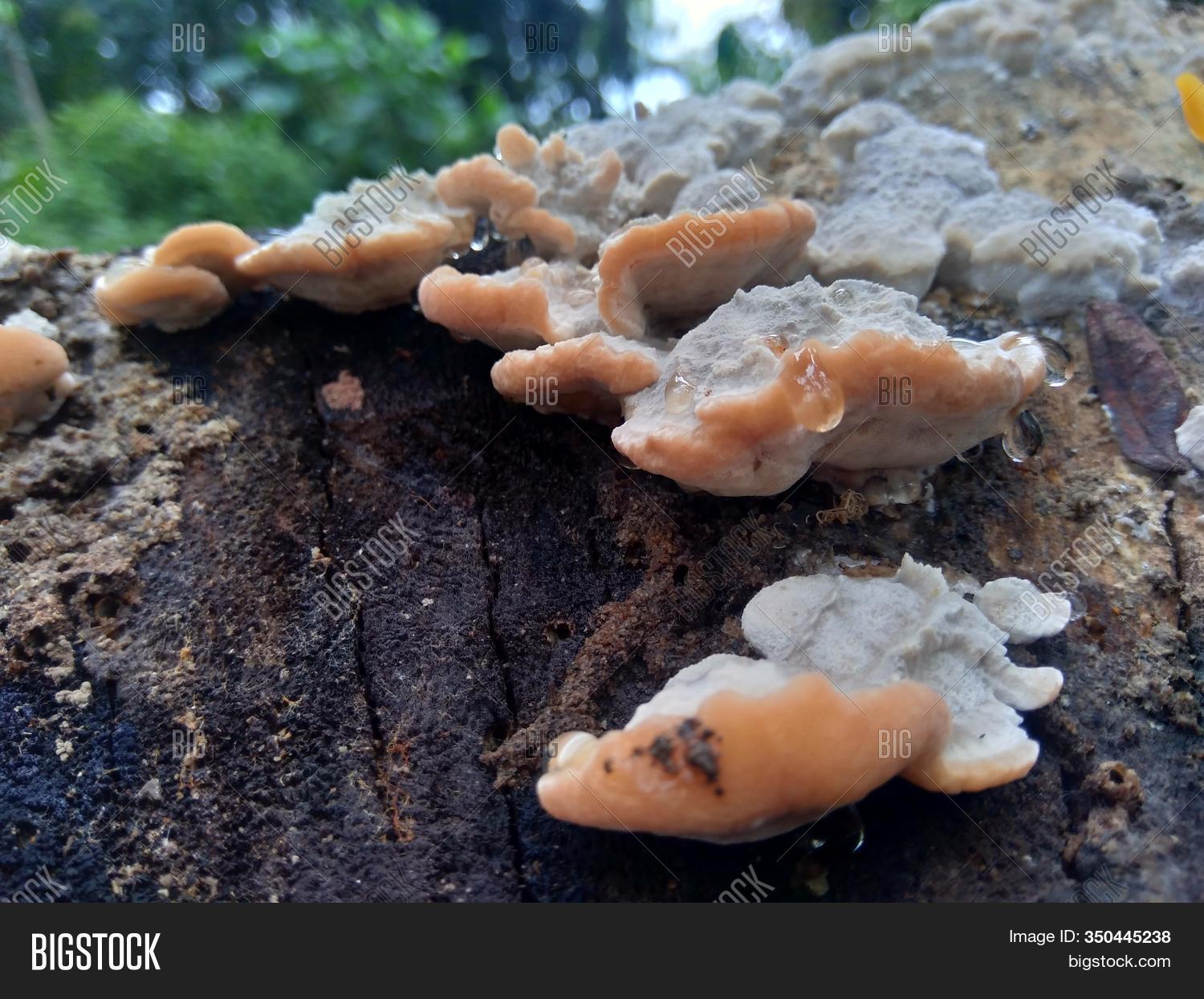 Exotic Poisonous Image & Photo (Free Trial) | Bigstock