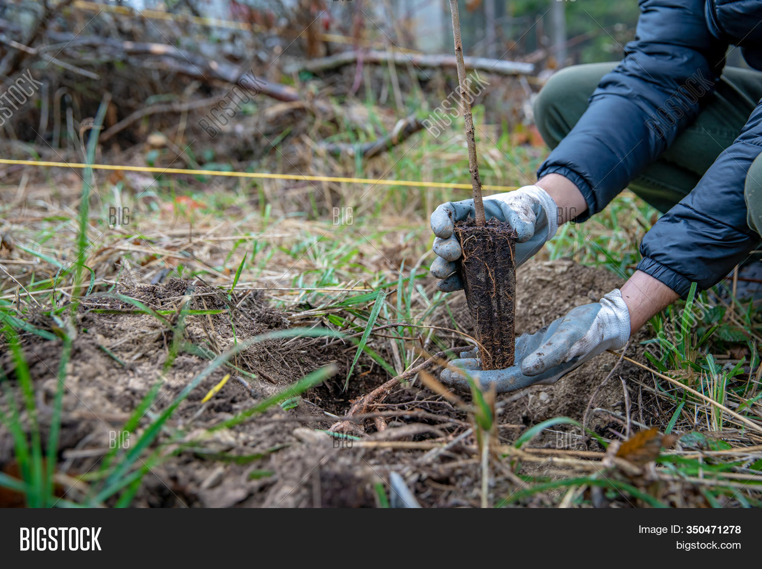 Helping Forest After Image & Photo (Free Trial) | Bigstock