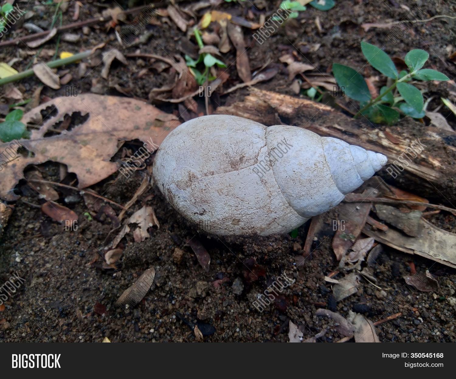 Dead Snail (bekicot, Image & Photo (Free Trial) | Bigstock