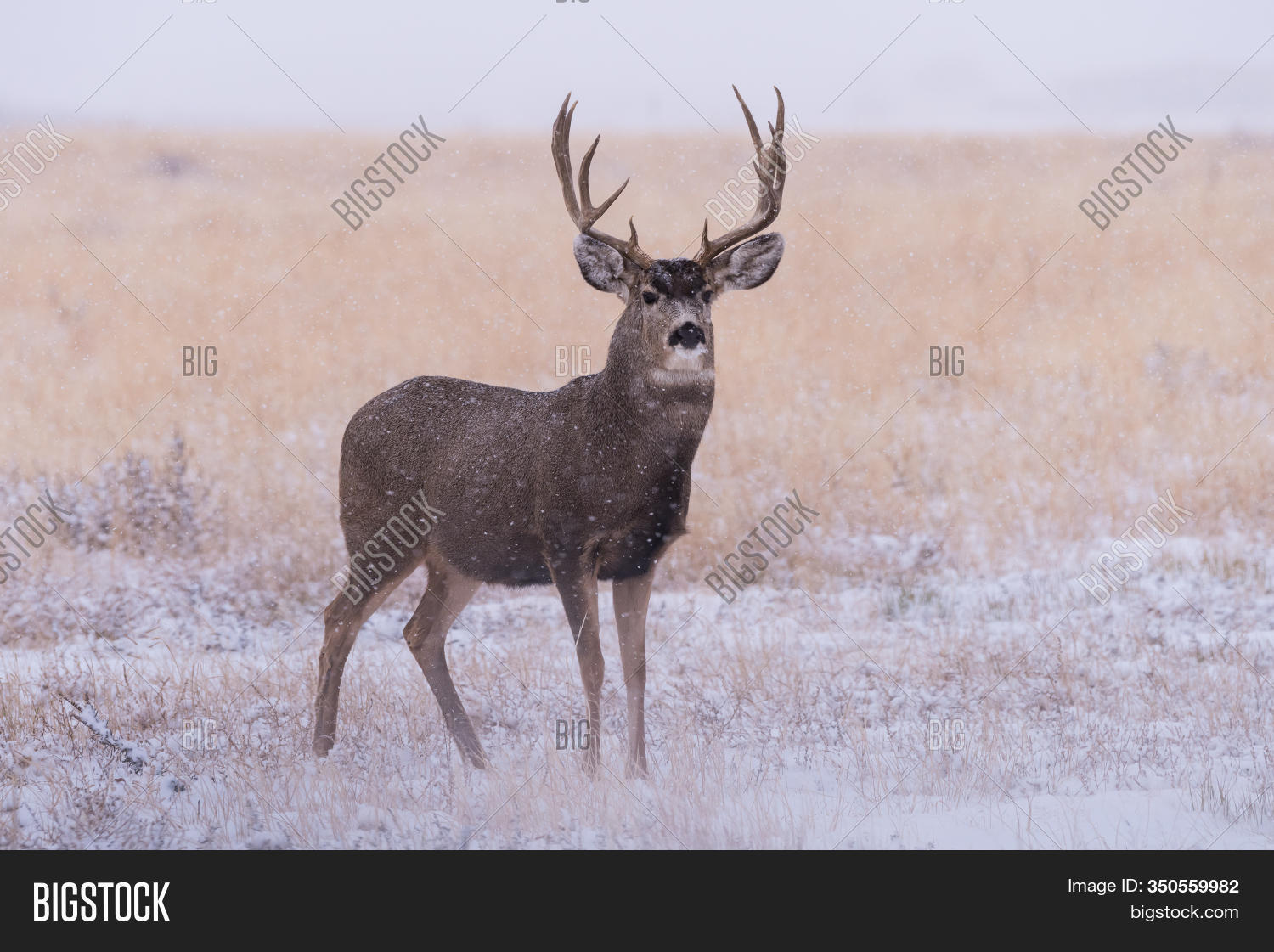 Wild Deer Colorado Image & Photo (Free Trial) | Bigstock