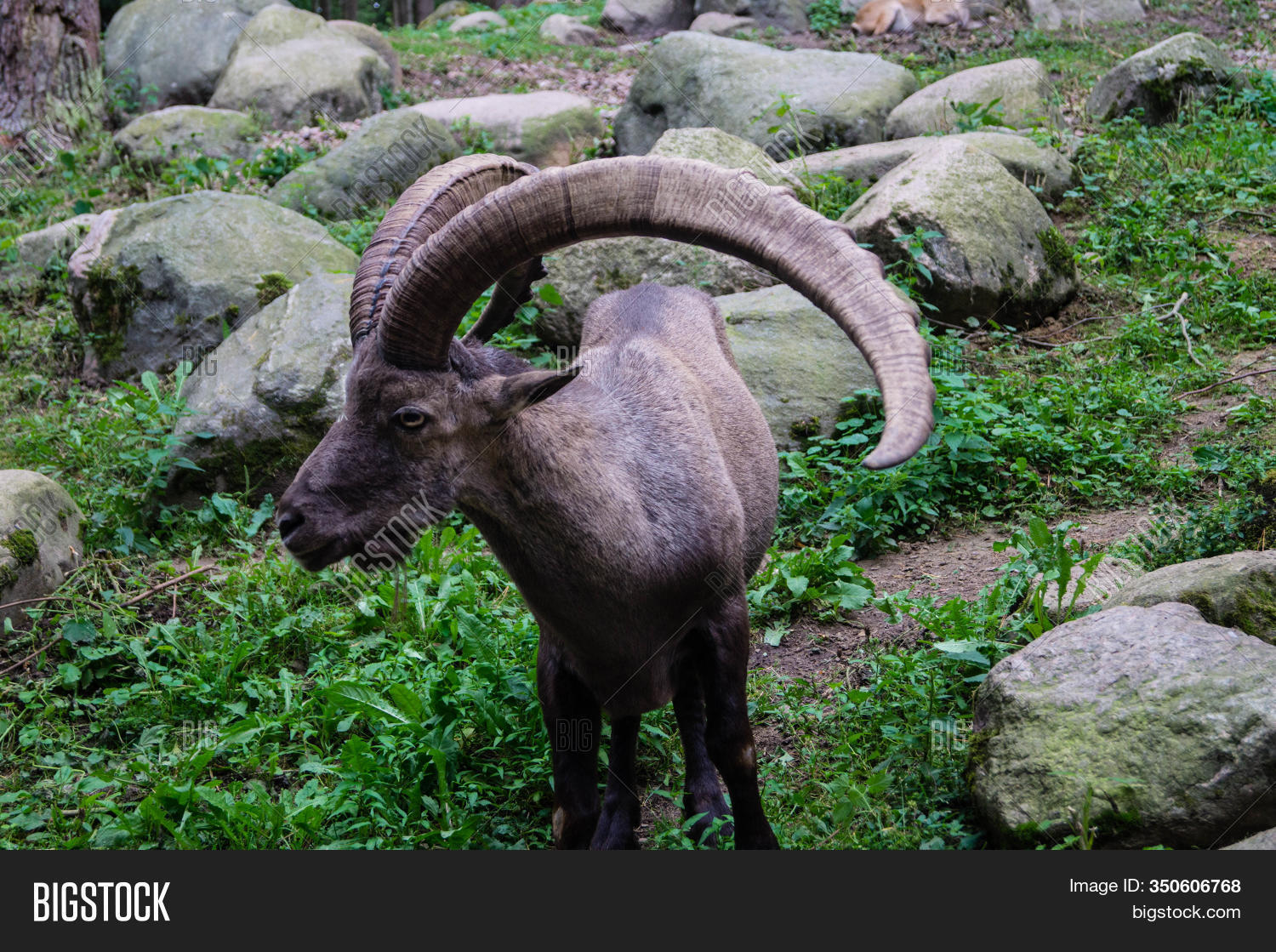 Capra Wildlife Park Image & Photo (Free Trial) | Bigstock