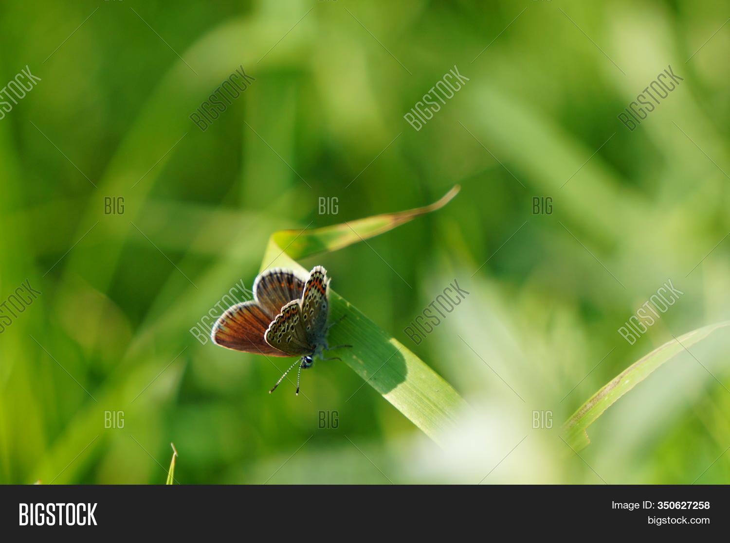 Small Blue Butterfly Image & Photo (Free Trial) | Bigstock