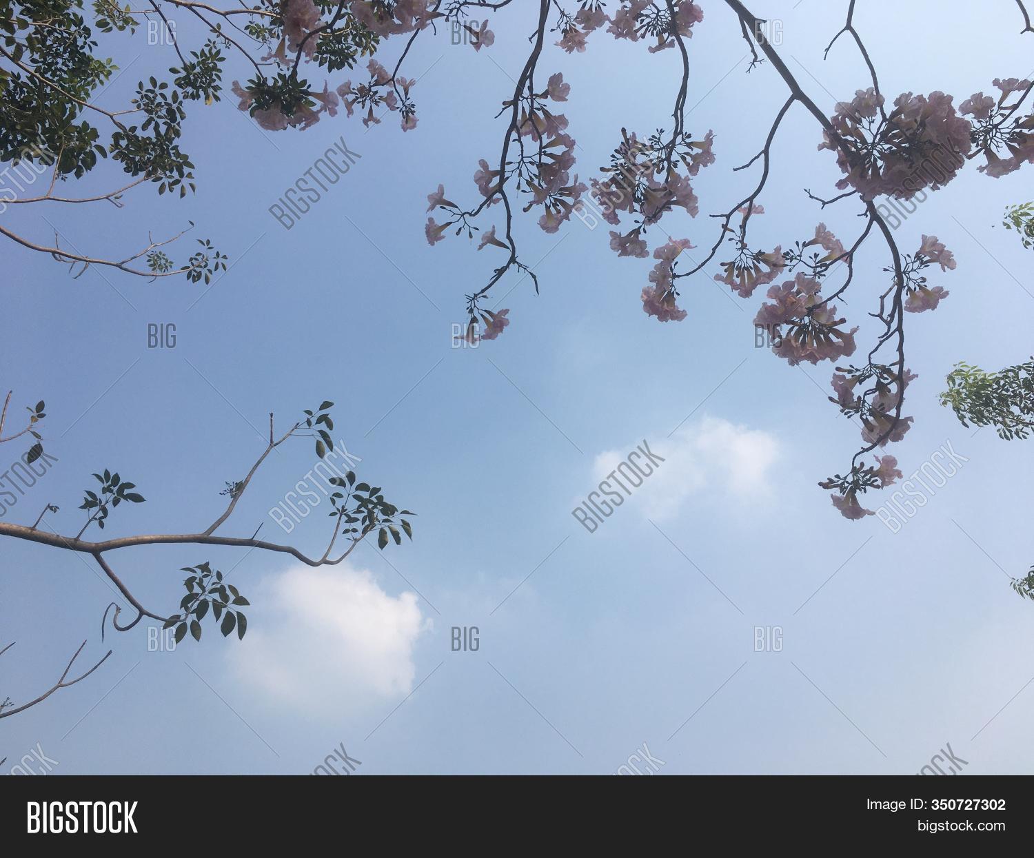 Tree Tops Sky Image & Photo (Free Trial) | Bigstock