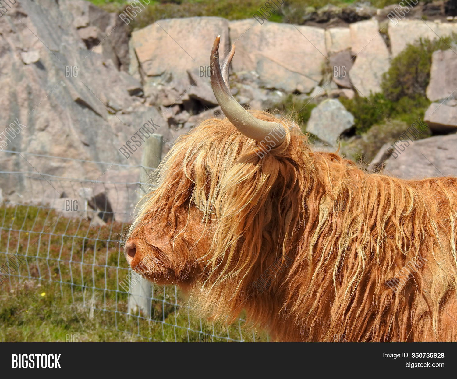Docile Ginger Highland Image & Photo (Free Trial) | Bigstock