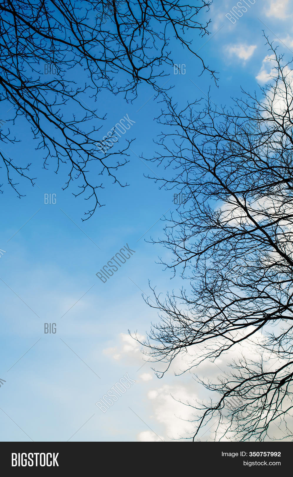 Blue Sky Bough Tree. Image & Photo (Free Trial) | Bigstock