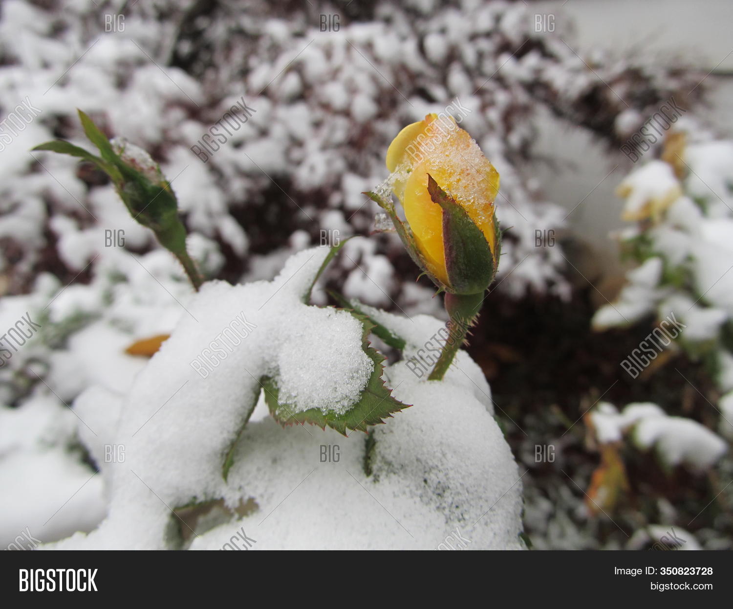 Early Snowfall On Image & Photo (Free Trial) | Bigstock