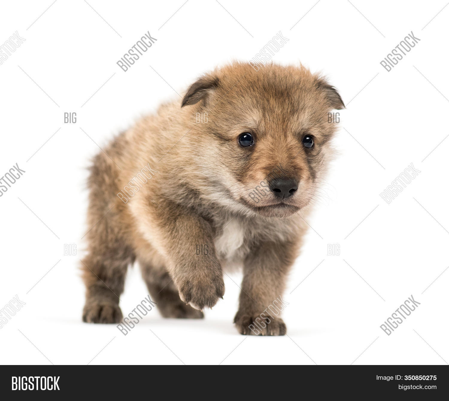 Young Mongolian Wolf, Image & Photo (Free Trial) | Bigstock