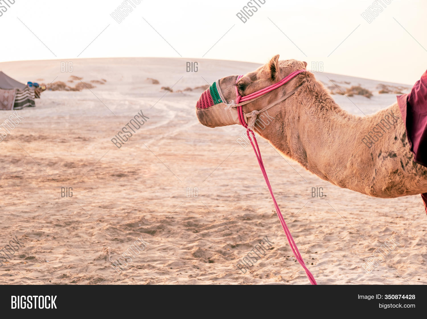 Background Camel Image & Photo (Free Trial) | Bigstock