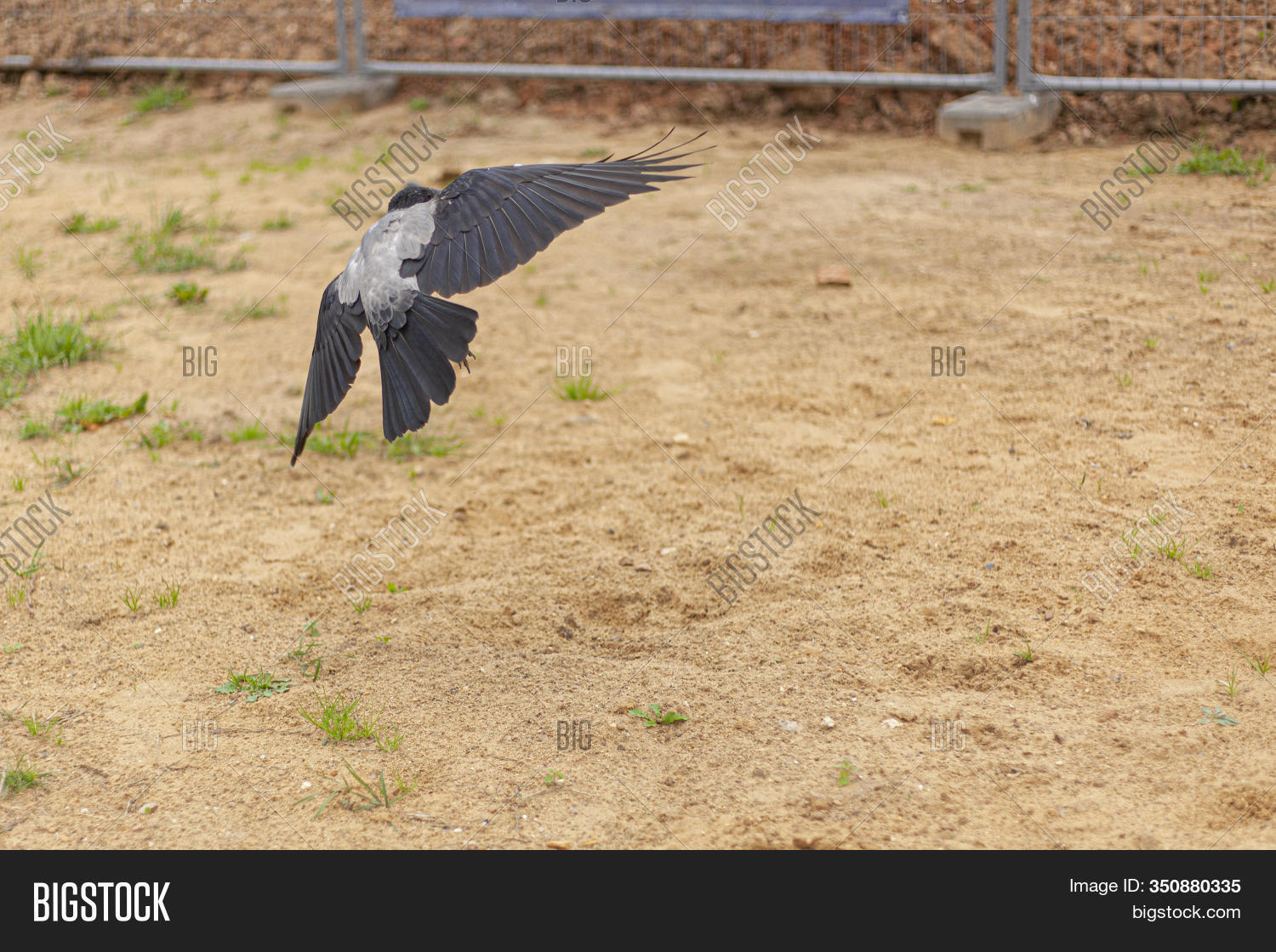 Crow Flight Above Image & Photo (Free Trial) | Bigstock