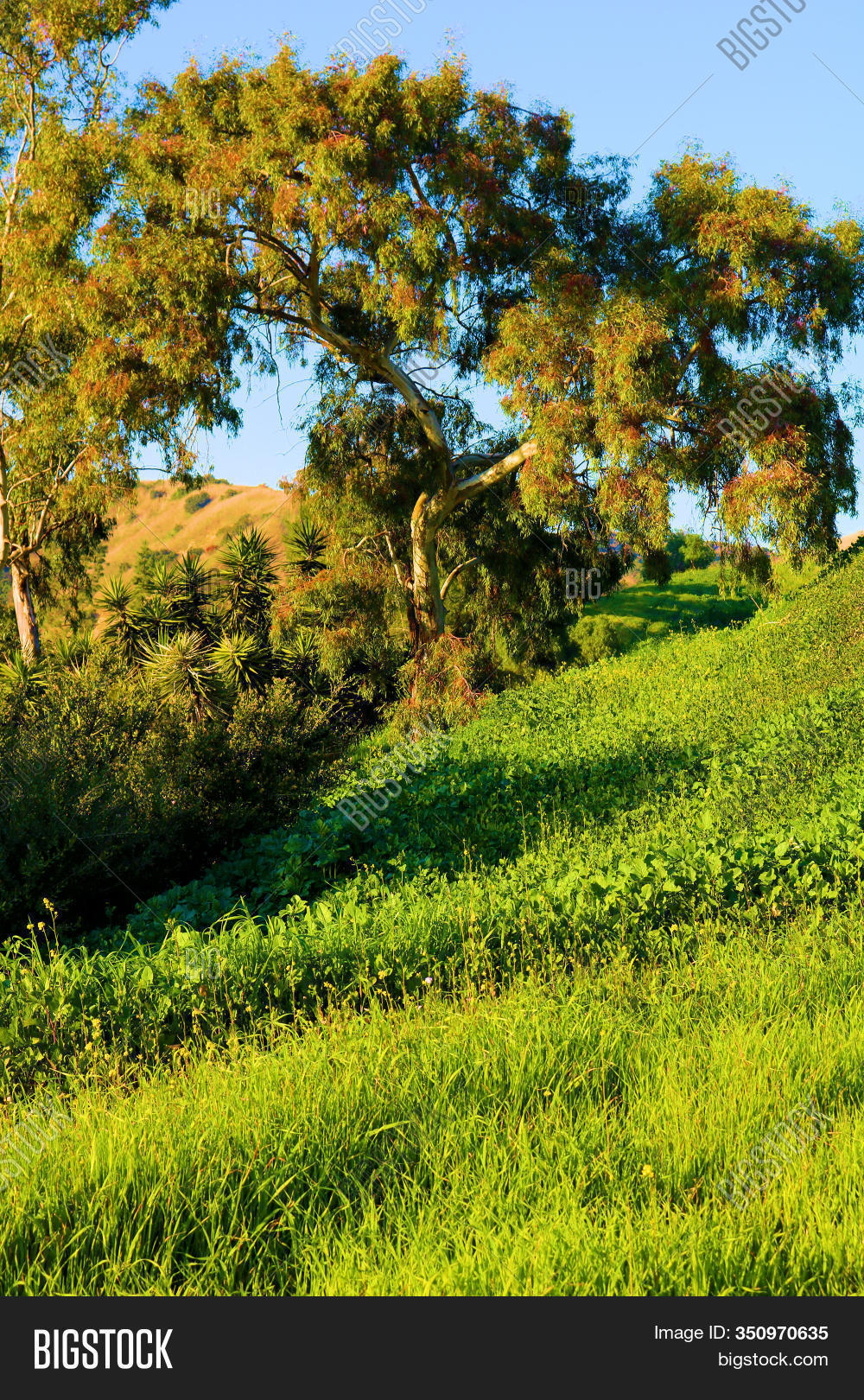 Lush Green Field Image & Photo (Free Trial) | Bigstock