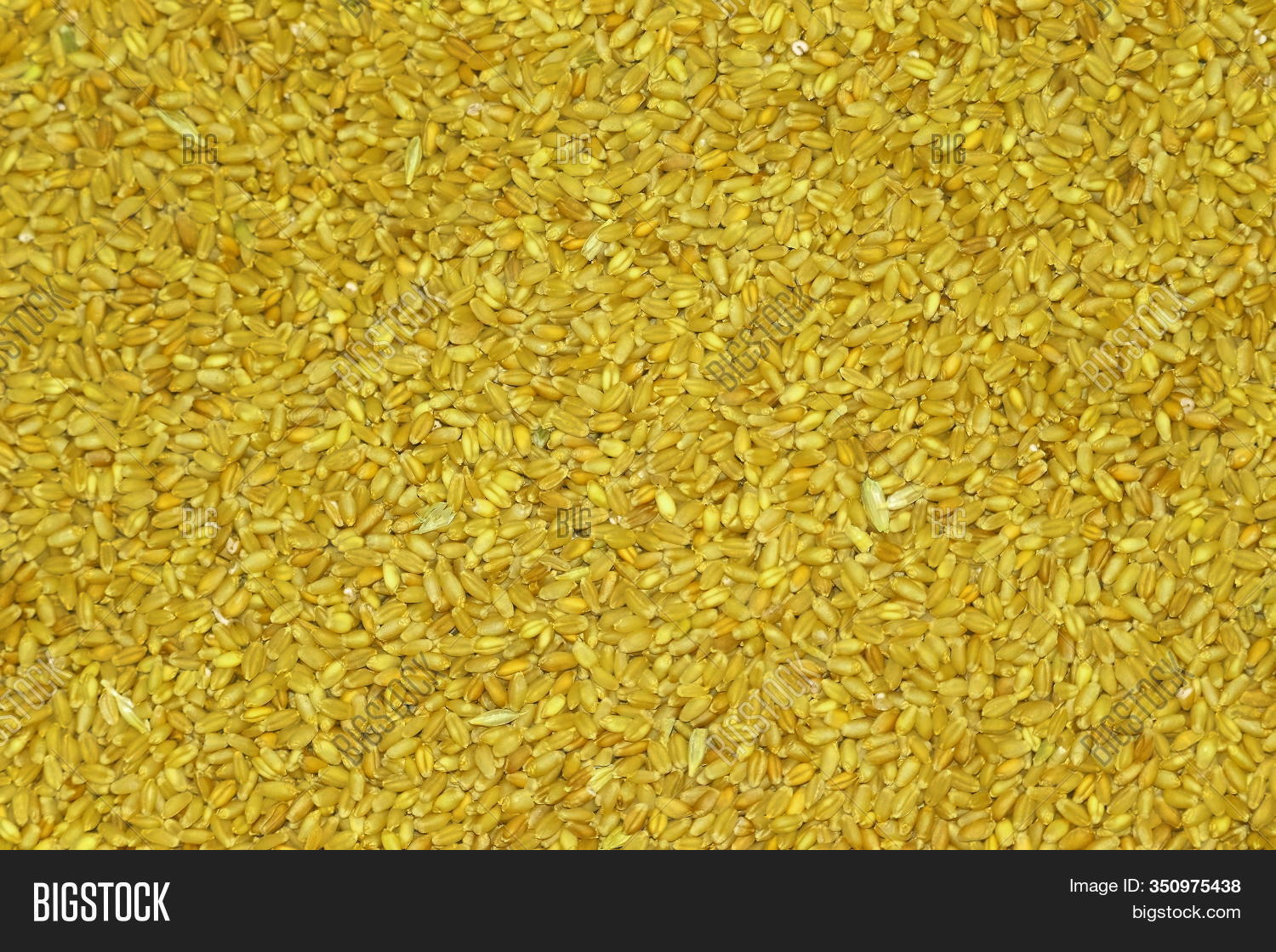 Close Grains Yellow Image & Photo (Free Trial) | Bigstock