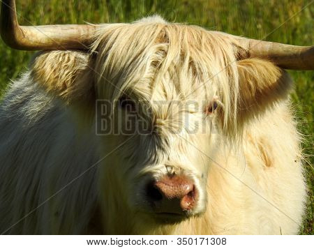 Highland Cow Heilan Image & Photo (Free Trial) | Bigstock