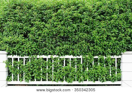 View Hedge Form Solid Image & Photo (Free Trial) | Bigstock