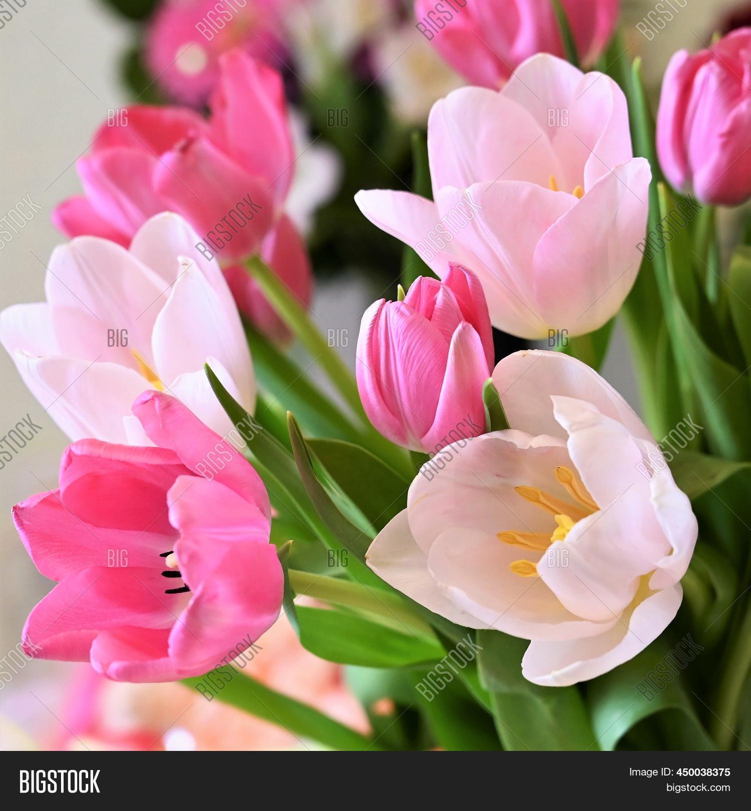 White Pink Tulips Image & Photo (Free Trial) | Bigstock