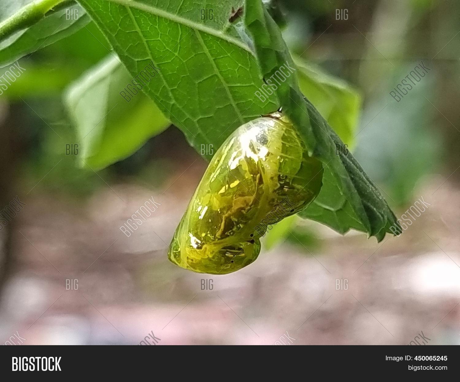 Chrysalis Butterfly Image & Photo (Free Trial) | Bigstock