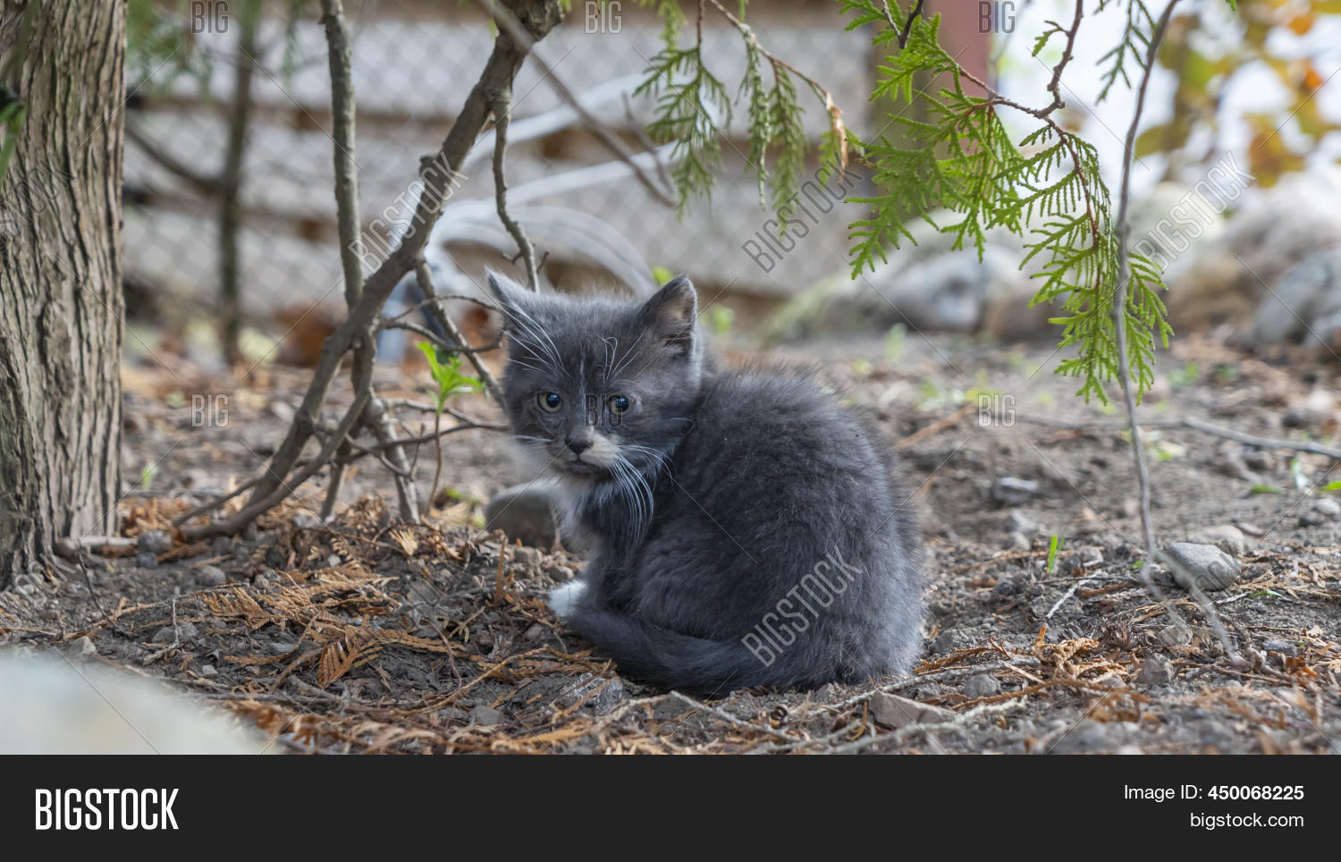 Little Grey Kitten Image & Photo (Free Trial) | Bigstock
