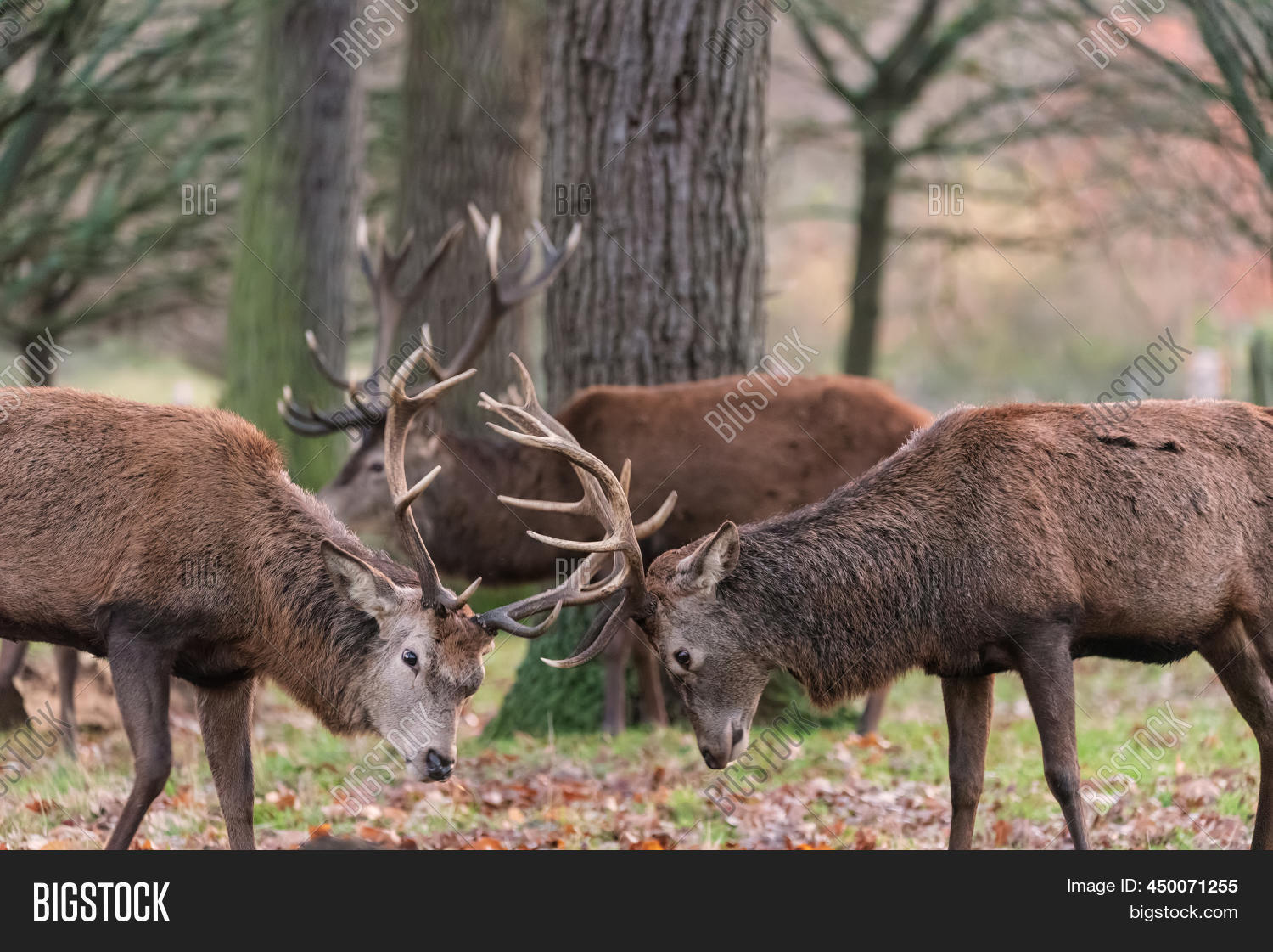 Beautiful Image Red Image & Photo (Free Trial) | Bigstock