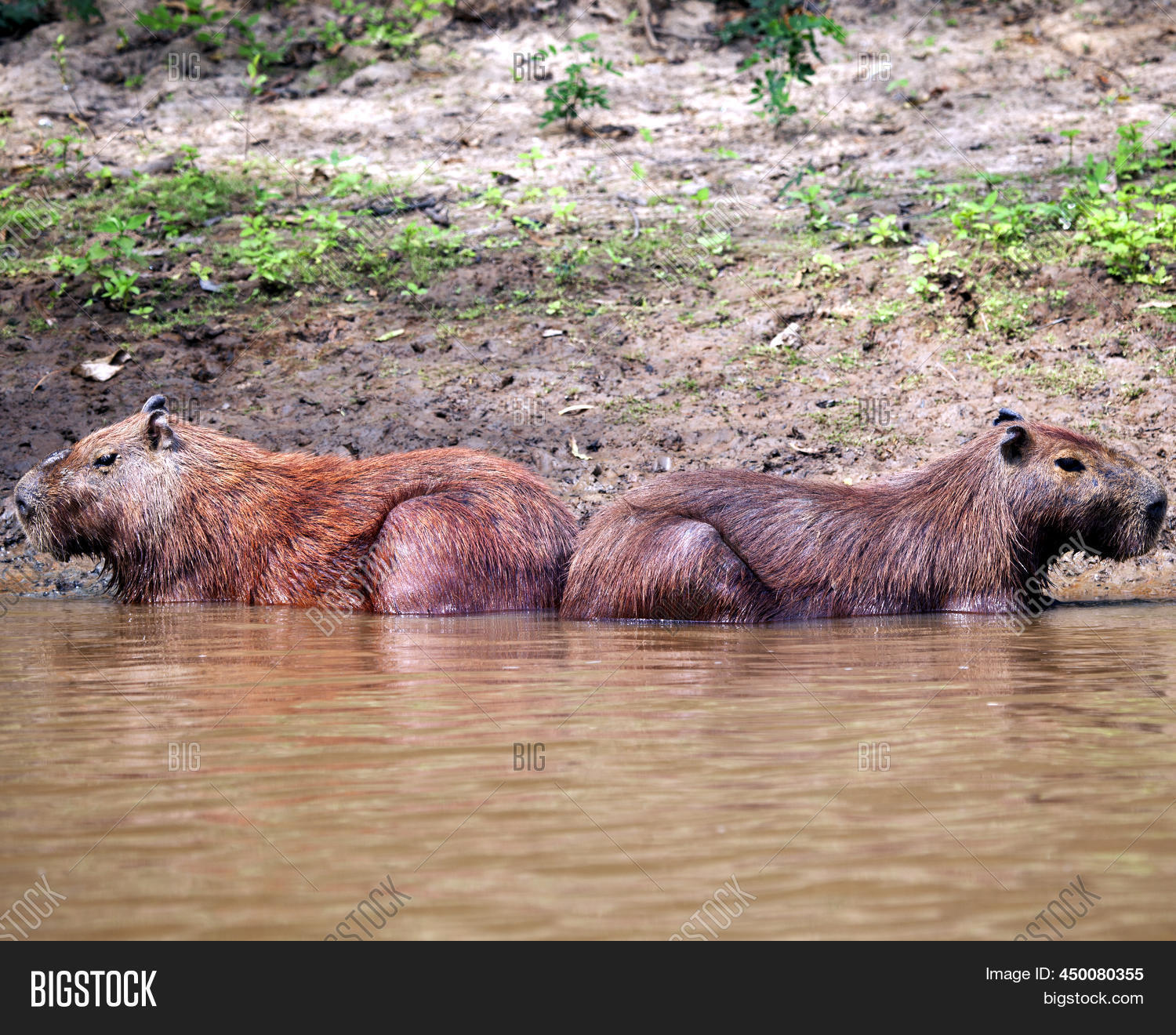 Closeup Two Capybara ( Image & Photo (Free Trial) | Bigstock