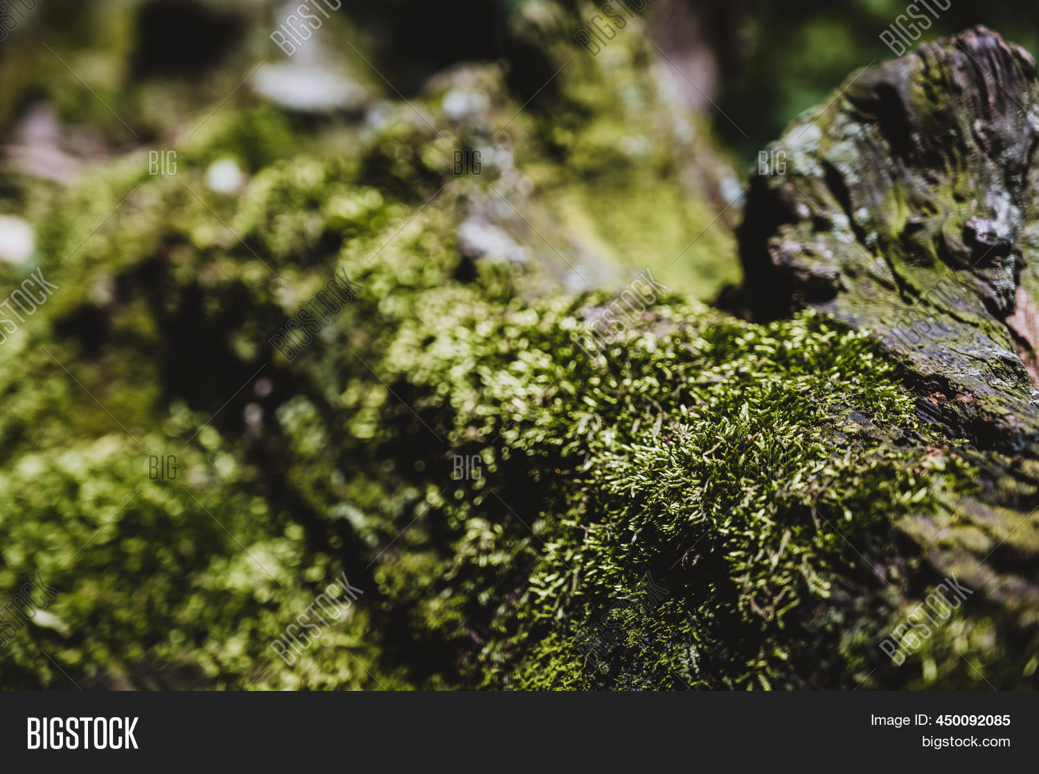 Patch Moss Showing Image & Photo (Free Trial) | Bigstock