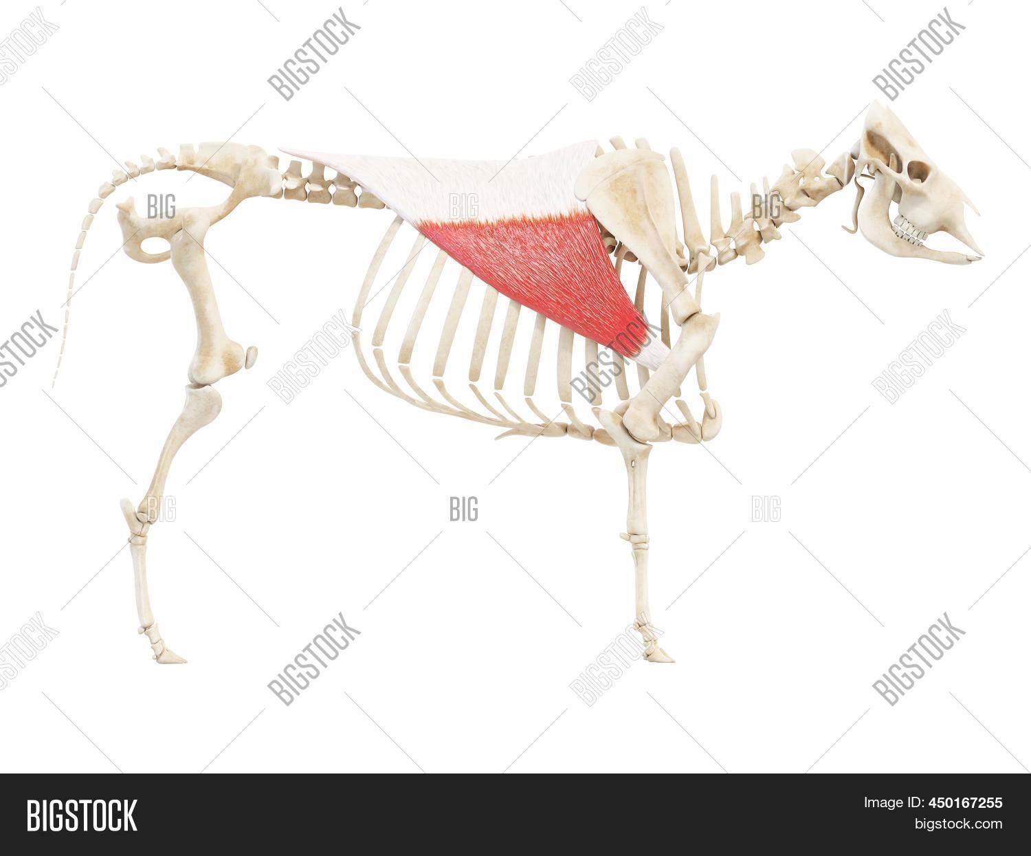 3d Rendered Anatomy Image & Photo (Free Trial) | Bigstock