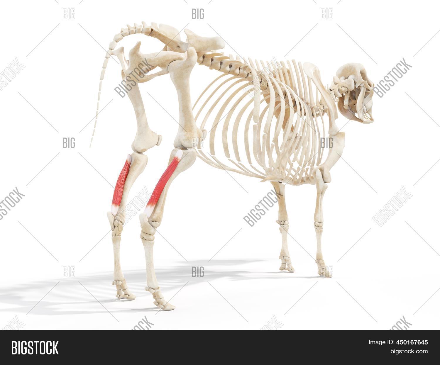 3d Rendered Anatomy Image & Photo (Free Trial) | Bigstock