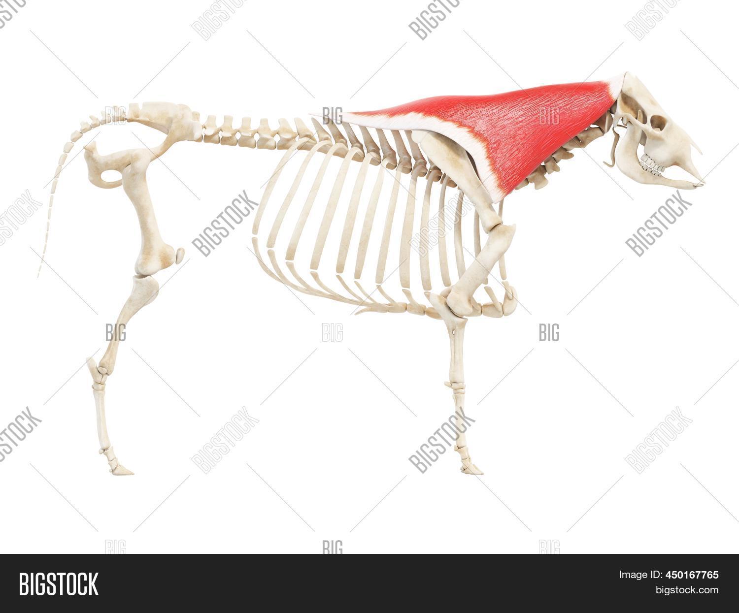 3d Rendered Anatomy Image & Photo (Free Trial) | Bigstock