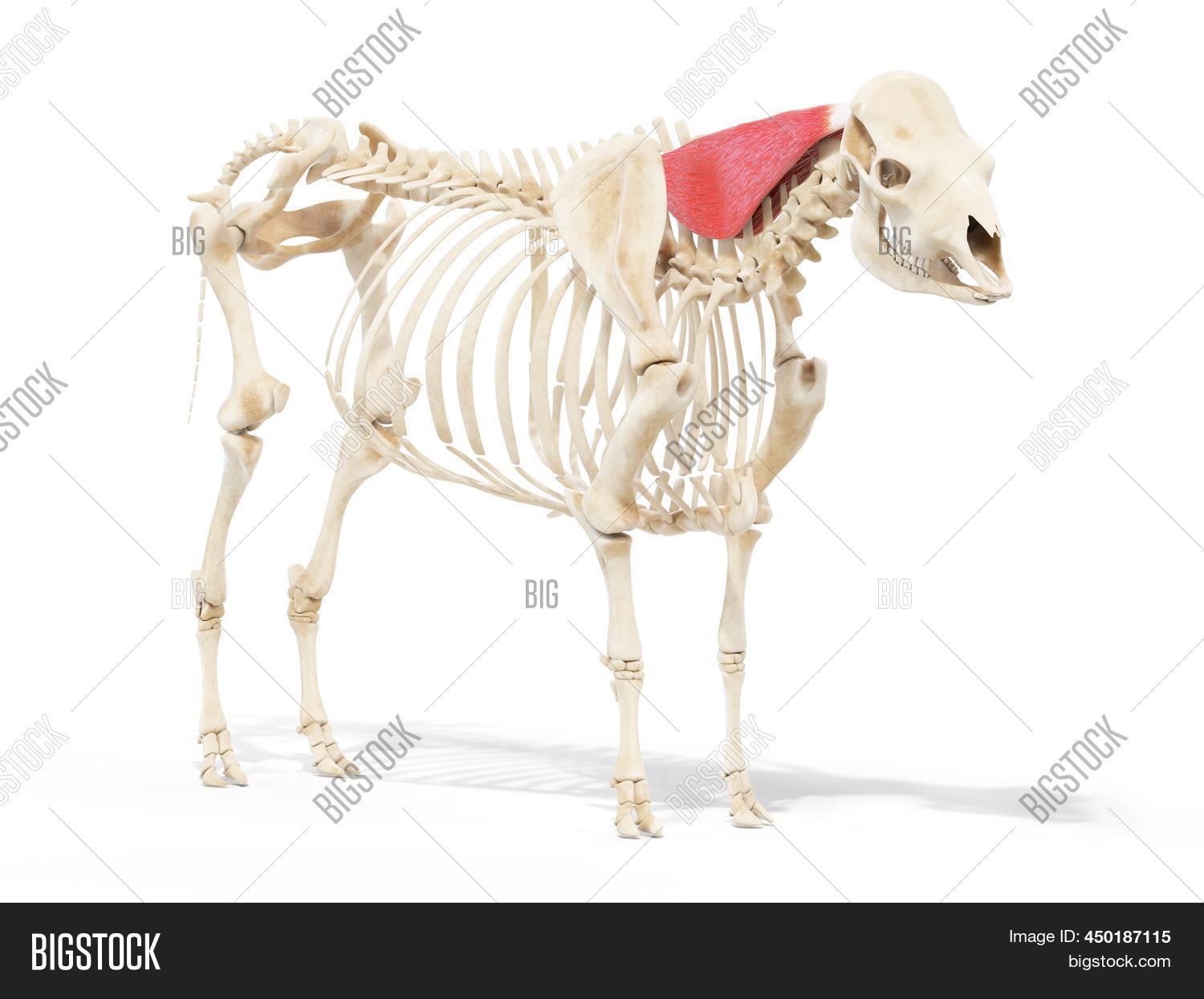 3d Rendered Anatomy Image & Photo (Free Trial) | Bigstock