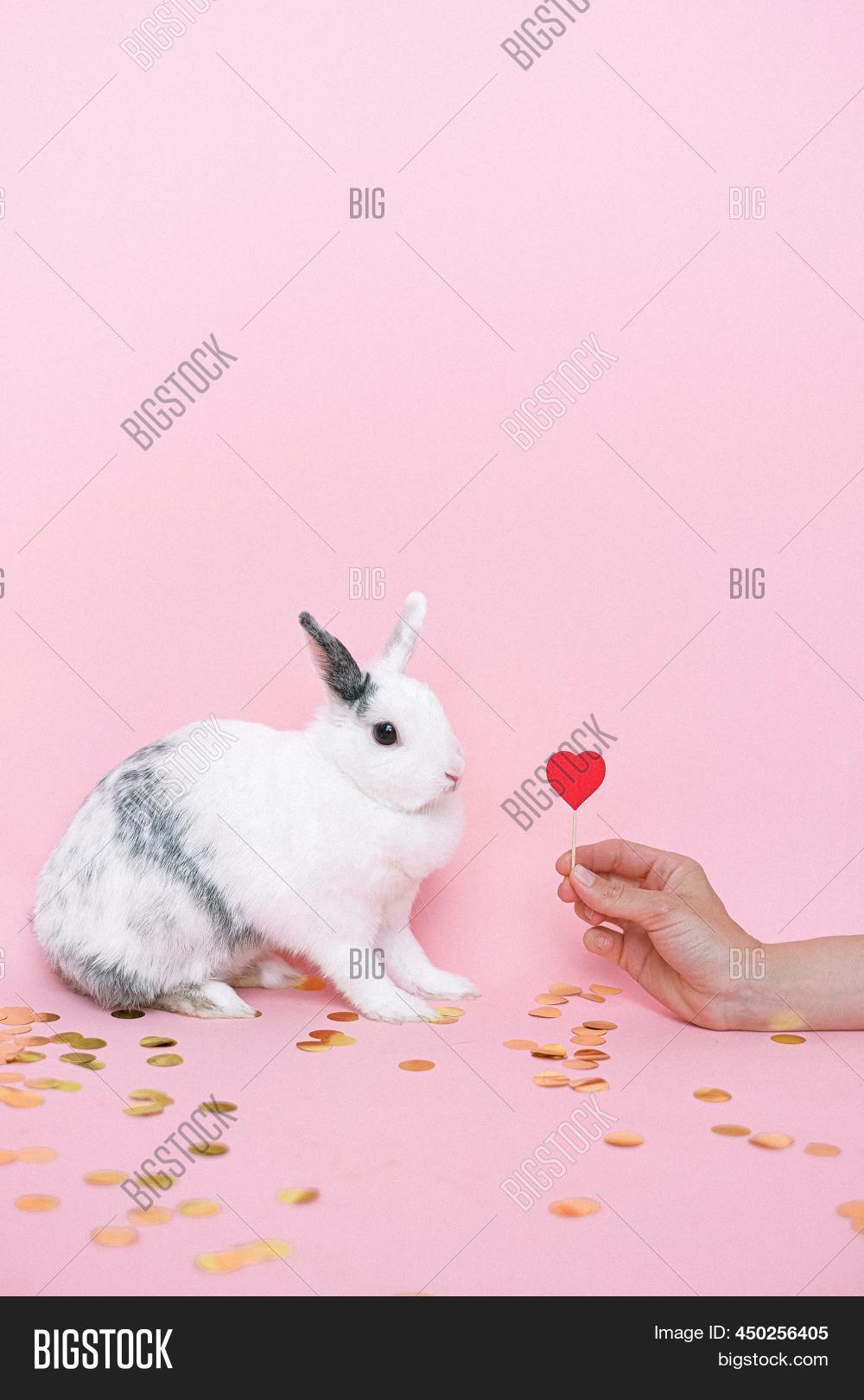 Cute White Rabbit Pink Image & Photo (Free Trial) | Bigstock