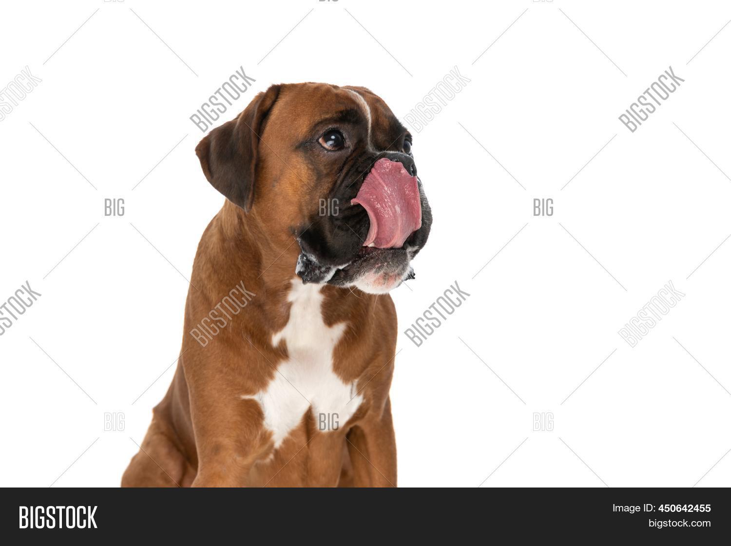 Humble Dog Waiting His Image & Photo (Free Trial) | Bigstock