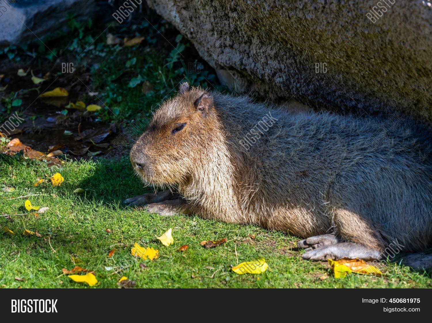 Furry Greater Capybara Image & Photo (Free Trial) | Bigstock