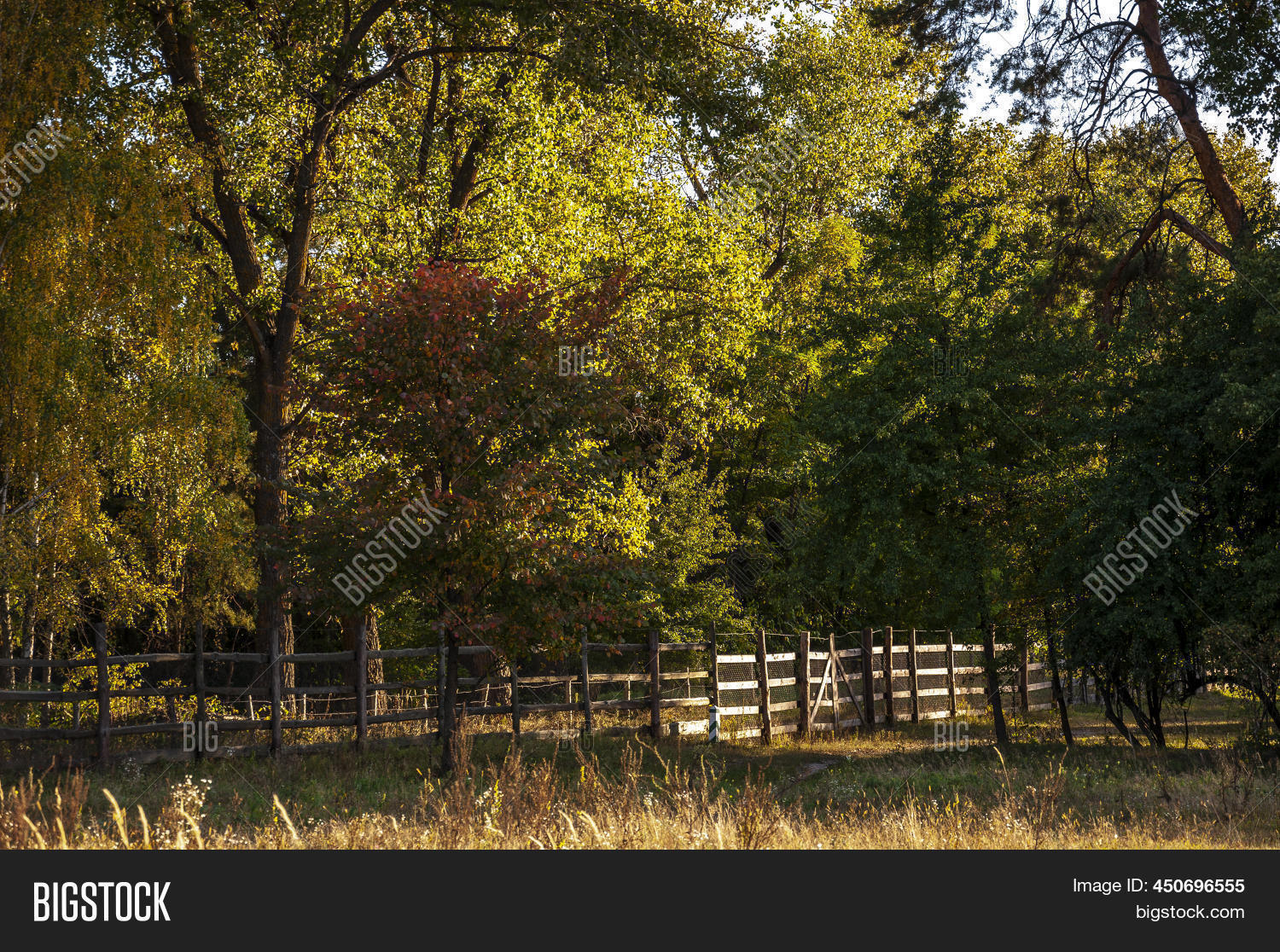 Corral Animals Green Image & Photo (Free Trial) | Bigstock
