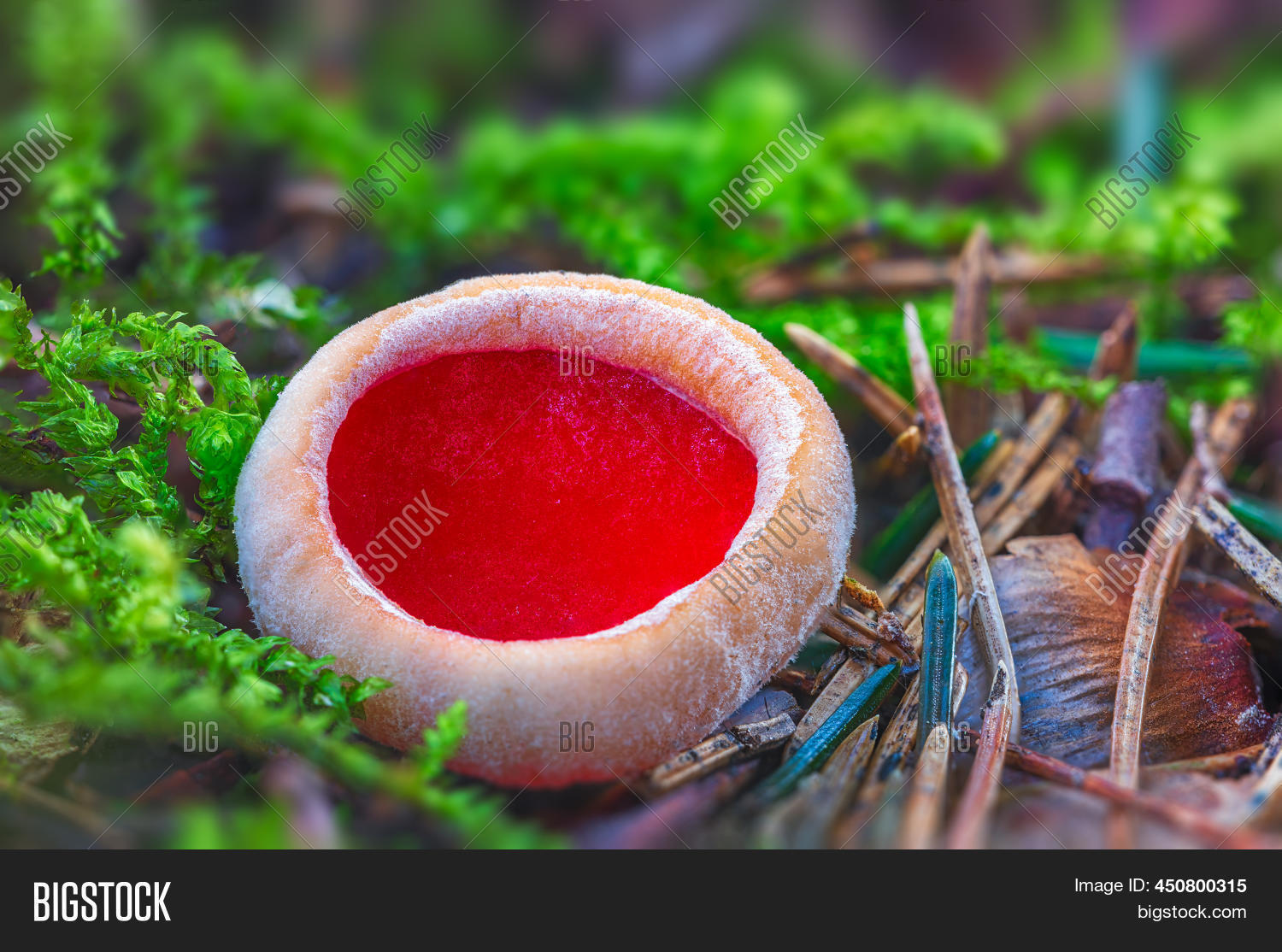 Sarcoscypha Austriaca Image & Photo (Free Trial) | Bigstock