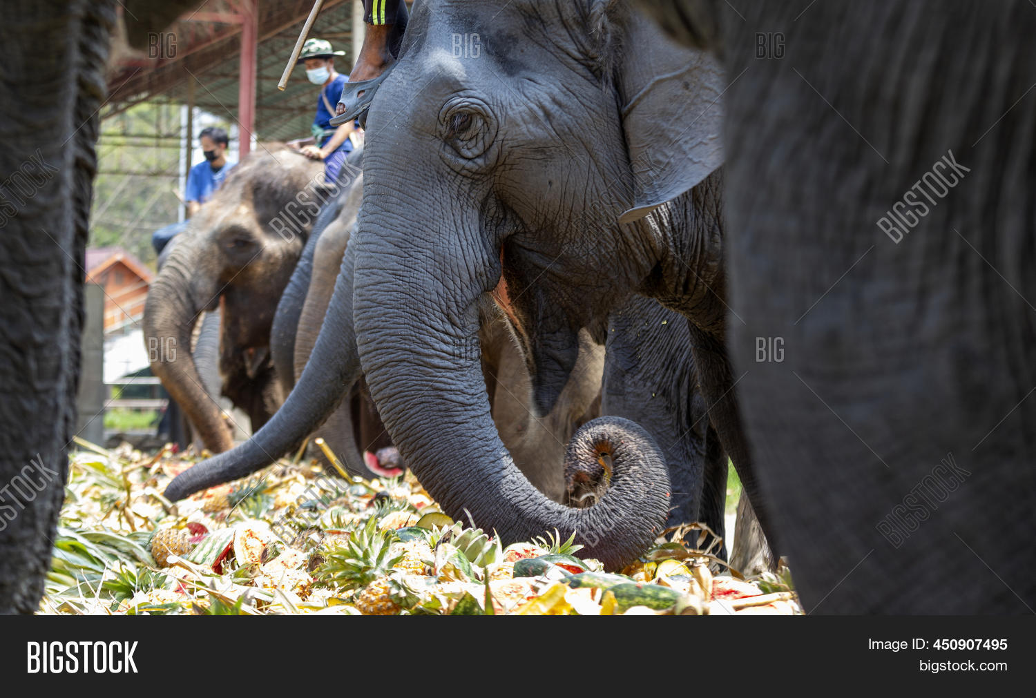 Elephants Enjoy Image & Photo (Free Trial) | Bigstock