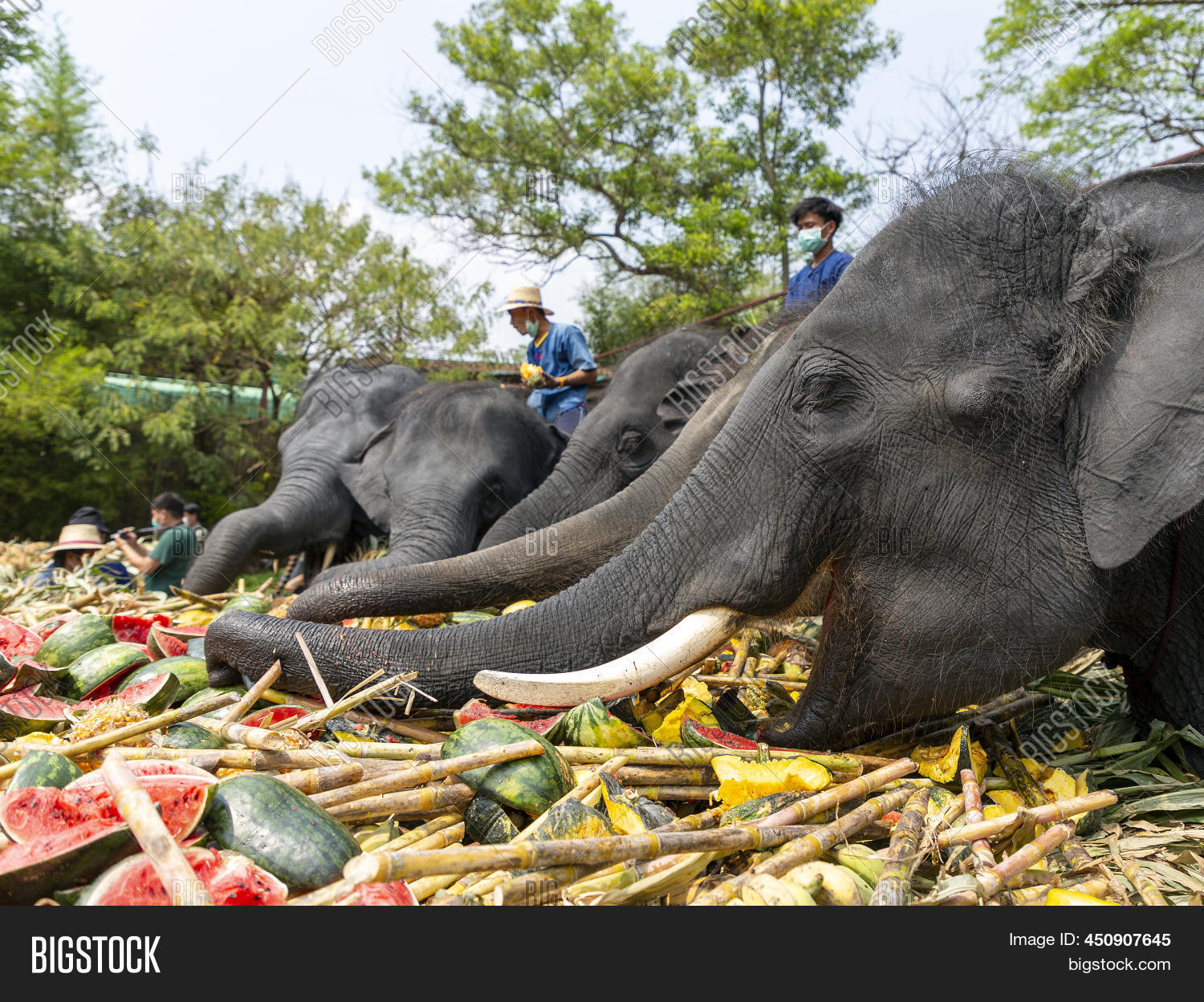 Elephants Enjoy Image & Photo (Free Trial) | Bigstock