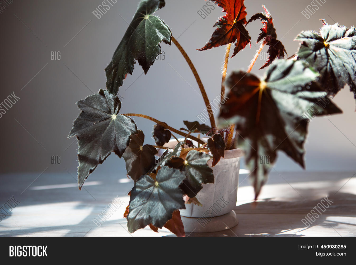 Begonia Cleopatra Image & Photo (Free Trial) | Bigstock