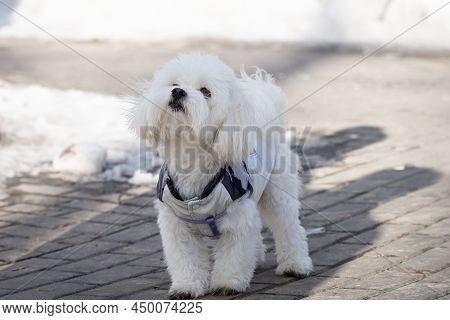 White Fluffy Lap Dog Image & Photo (Free Trial) | Bigstock