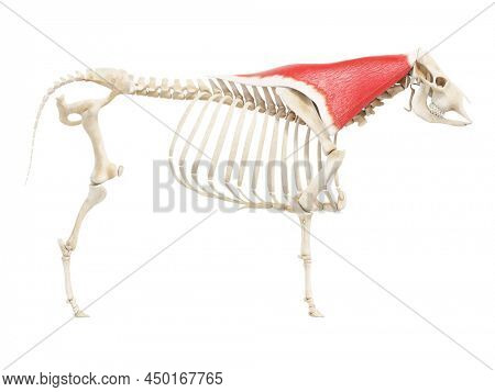 3d Rendered Anatomy Image & Photo (Free Trial) | Bigstock