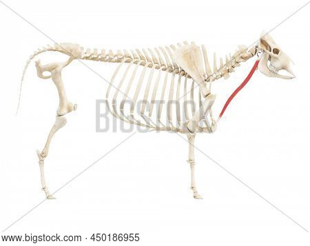 3d Rendered Anatomy Image & Photo (Free Trial) | Bigstock