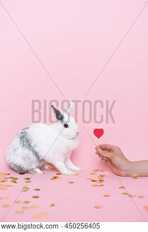 Cute White Rabbit Pink Image & Photo (Free Trial) | Bigstock