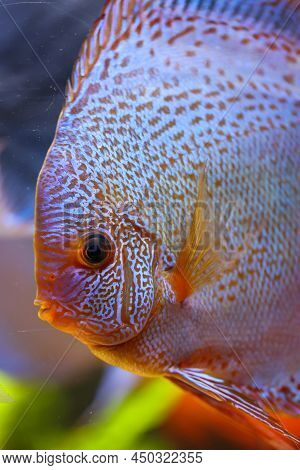 Portrait Discus Discus Image & Photo (Free Trial) | Bigstock