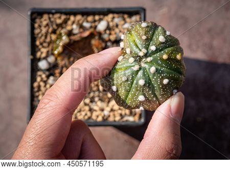 Someone Holding Rotten Image & Photo (Free Trial) | Bigstock