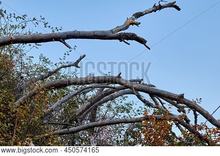 Branches Dry Tree Image & Photo (Free Trial) | Bigstock