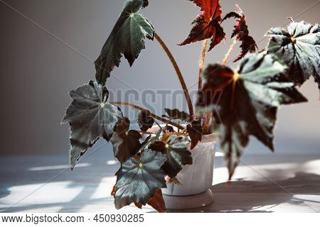 Begonia Cleopatra Image & Photo (Free Trial) | Bigstock
