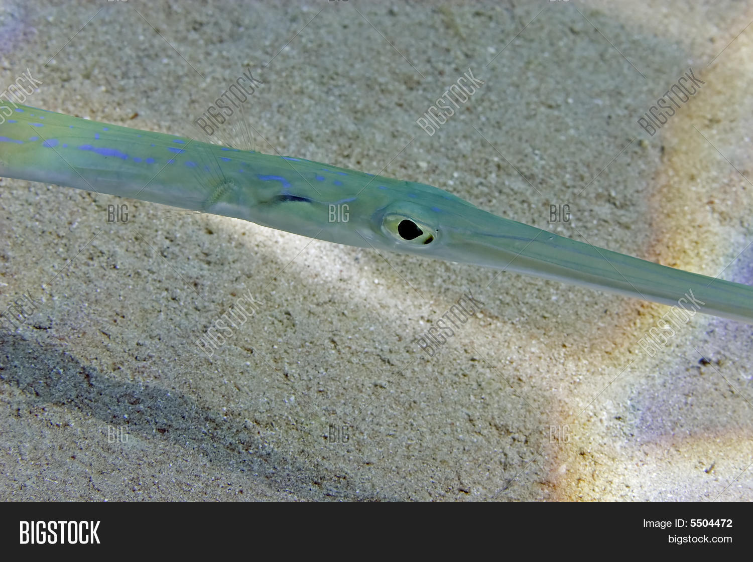 Smooth Cornetfish Image & Photo (Free Trial) | Bigstock