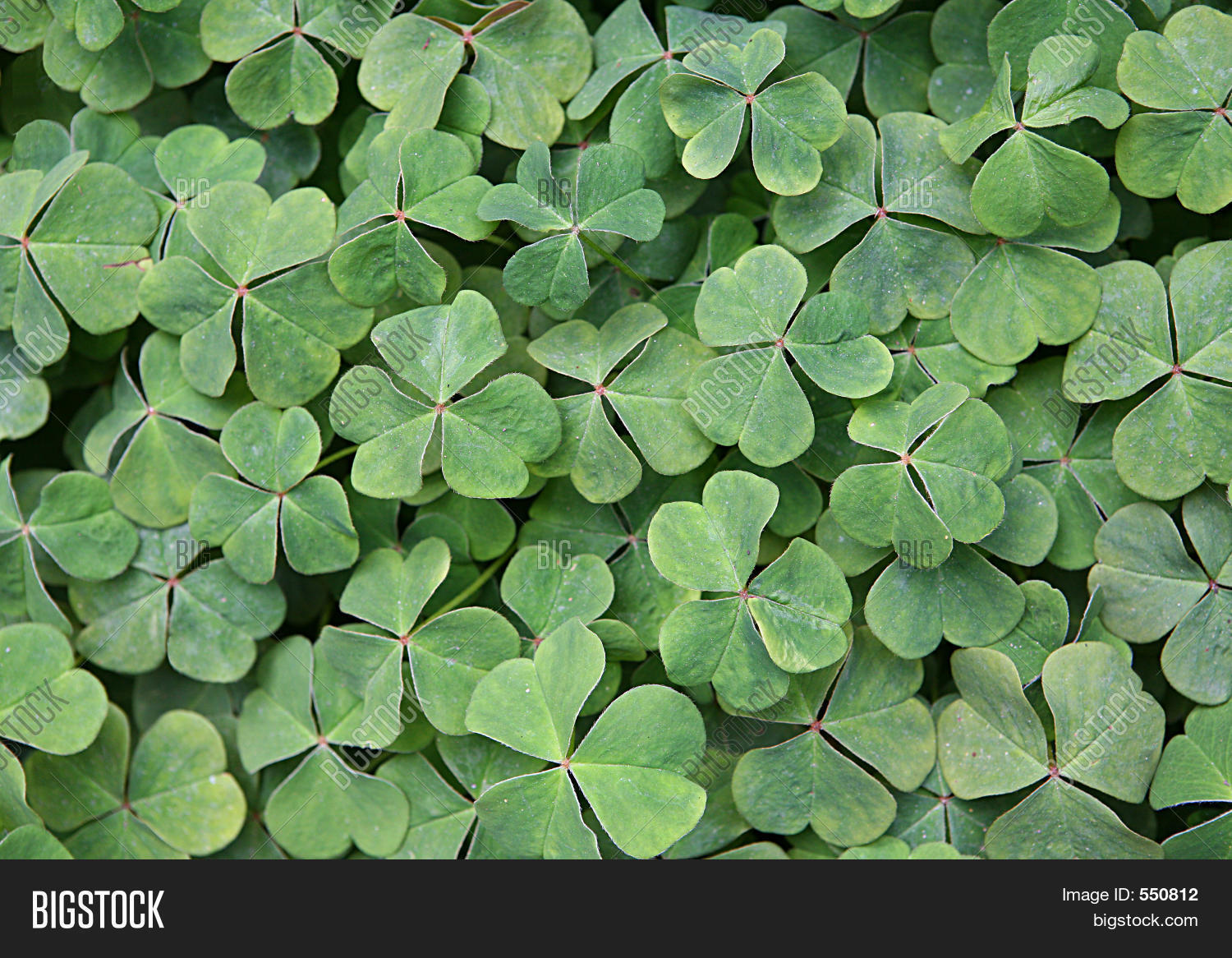 Clovers Image & Photo (Free Trial) | Bigstock