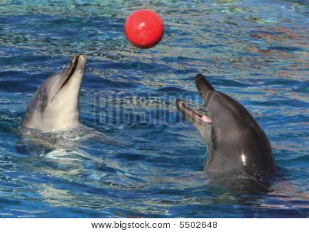 Dolphins Ball Skills Image & Photo (Free Trial) | Bigstock